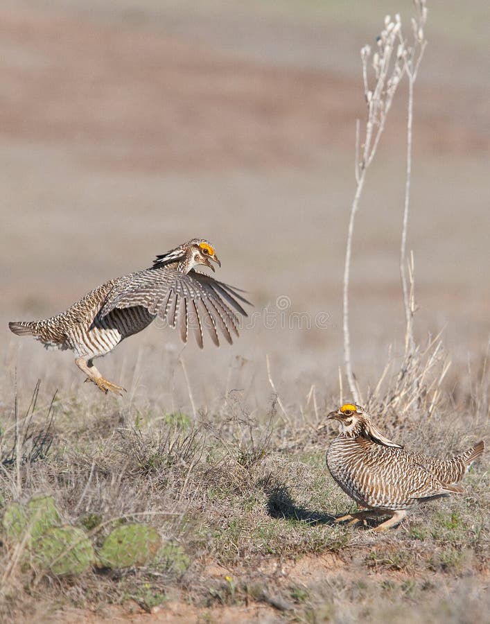 Lesser Prairie Chicken stock image. Image of endangered - 14845653