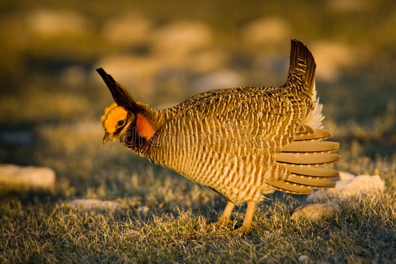Lesser Prairie Chicken stock image. Image of lesser, yellow - 9208979