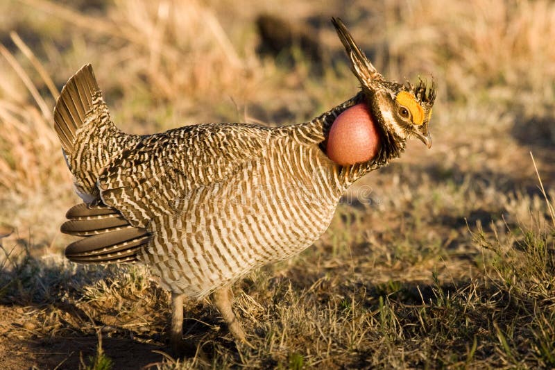 Lesser Prairie Chicken stock image. Image of orange, feathers - 9208995