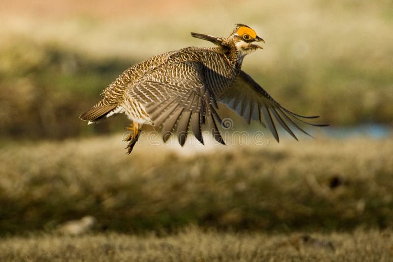 Lesser Prairie Chicken stock photo. Image of squawking - 9209024