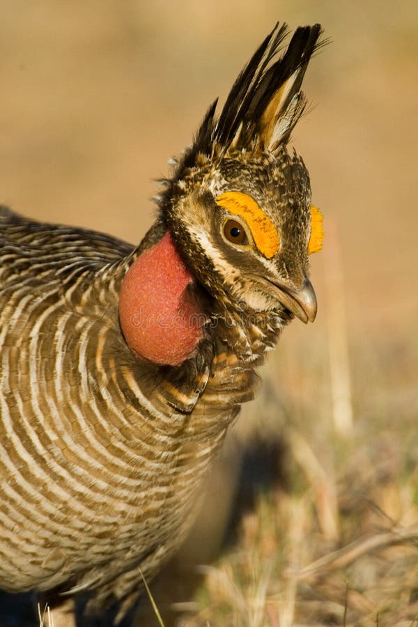 Lesser Prairie Chicken stock image. Image of lesser, yellow - 9208979