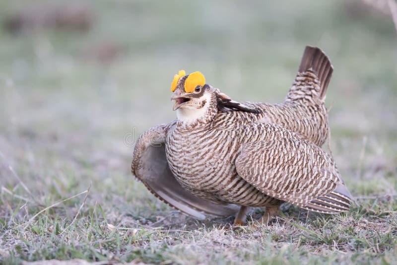 Female Lesser Prairie Chicken Stock Image - Image of watching, bird ...