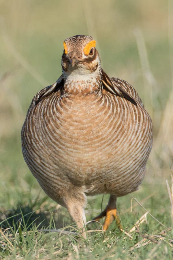Lesser Prairie Chicken Running To Female Stock Image - Image of beak ...