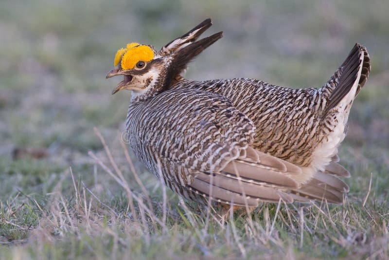 Lesser Prairie Chicken in Search of Female Stock Photo - Image of ...