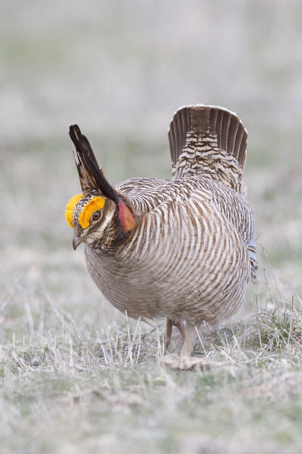 Lesser Prairie Chicken Calling Female Stock Image - Image of generic ...