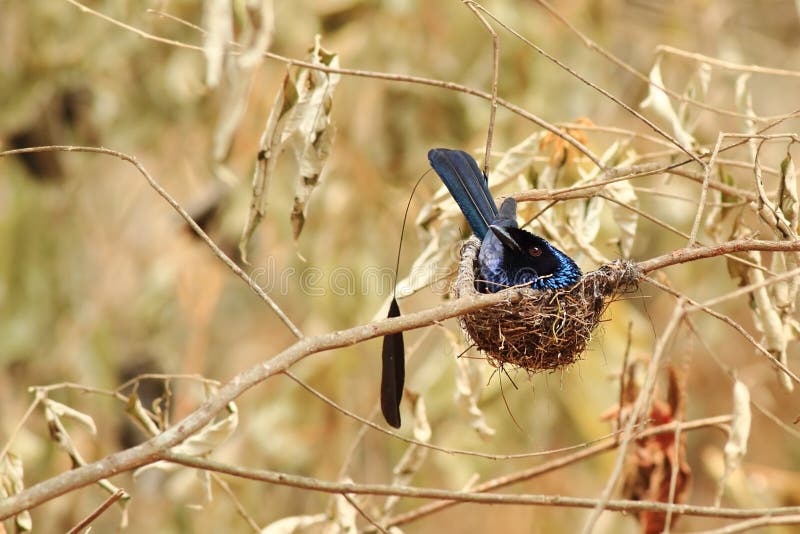 Lesser Racket-tailed Drongo in the Nest Stock Image - Image of asian ...