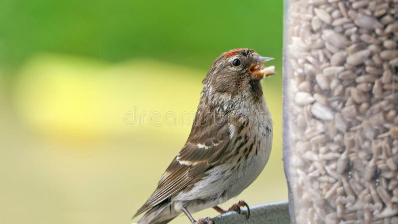 Lesser Redpol Feeding from a Feeder at Bird Table Stock Image - Image ...