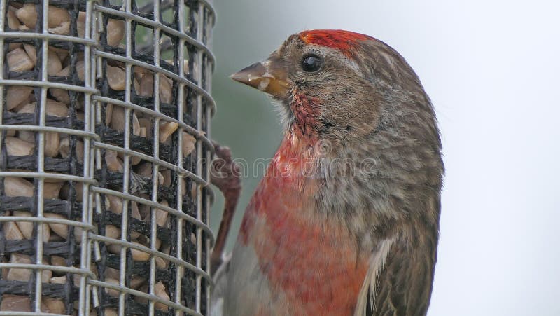 Lesser Redpol Feeding from a Feeder at Bird Table Stock Image - Image ...