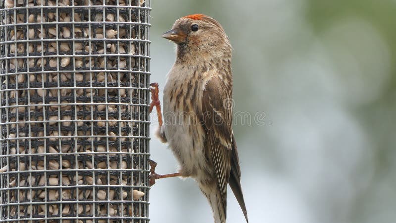 Lesser Redpol Feeding from a Feeder at Bird Table Stock Photo - Image ...