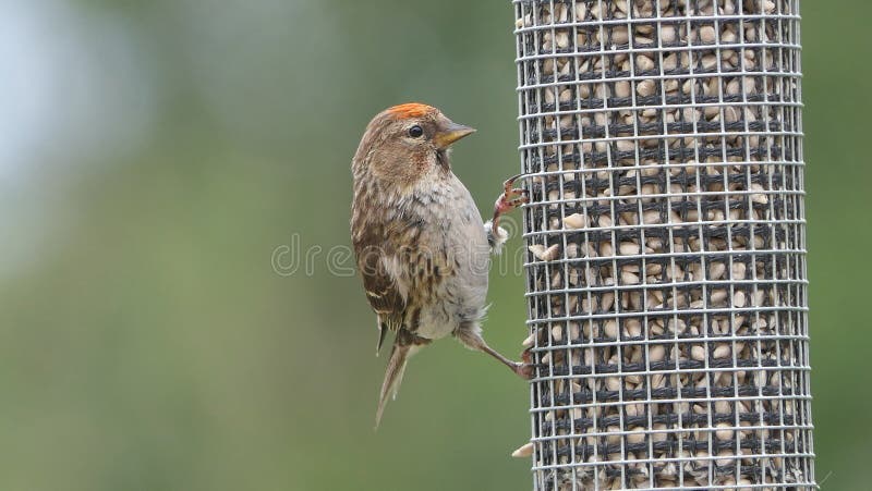 Lesser Redpol Feeding from a Feeder at Bird Table Stock Image - Image ...