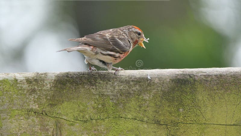 Lesser Redpol Sitting on a Fence UK Stock Image - Image of nesting ...