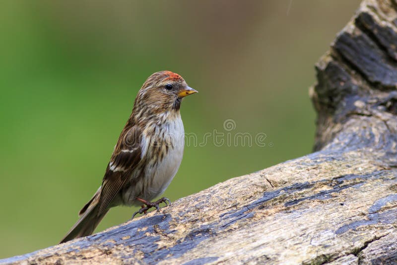 Lesser Redpoll Acanthis Cabaret Stock Image - Image of finch, wild ...