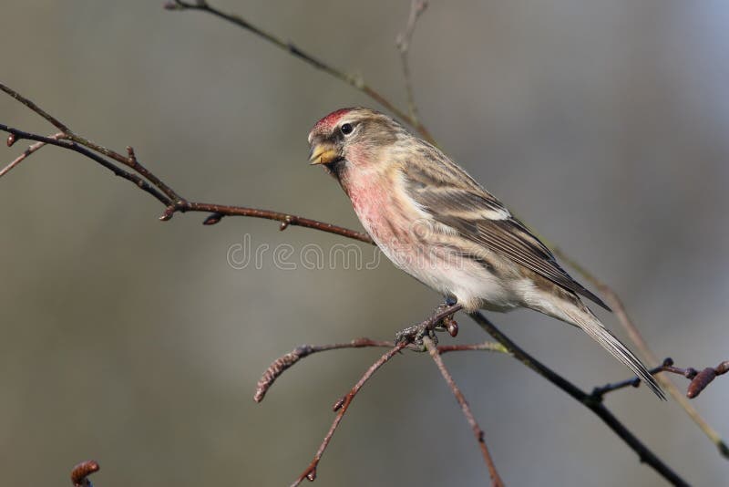 Lesser Redpoll, Acanthis Cabaret Stock Image - Image of finch, lesser ...