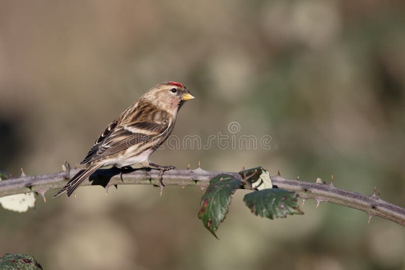Lesser Redpoll, Acanthis Cabaret Stock Photo - Image of garden, redpoll ...