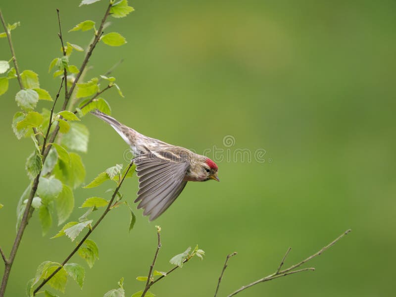 Lesser Redpoll, Acanthis Cabaret Stock Image - Image of fauna, acanthis ...