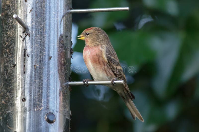 Lesser Redpoll (Acanthis Cabaret) Stock Photo - Image of carduelis ...