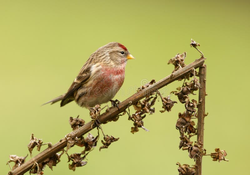 Lesser Redpoll, Carduelis Cabaret Stock Photo - Image of nature ...