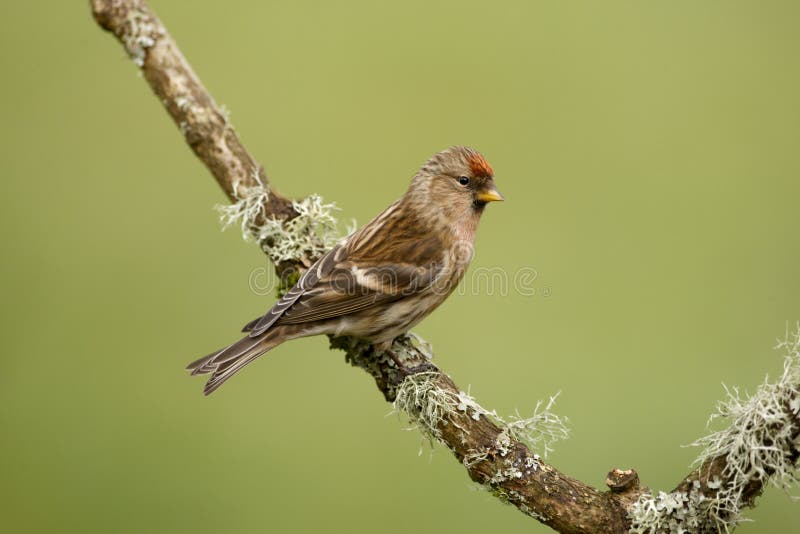 Lesser Redpoll, Carduelis Cabaret Stock Photo - Image of redpoll ...
