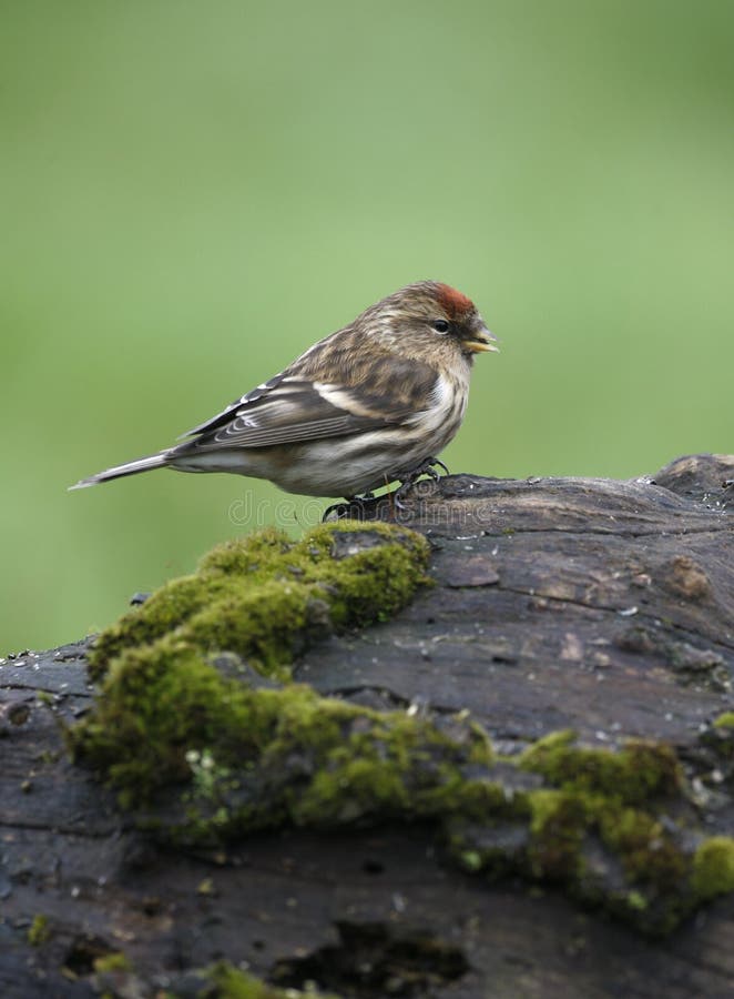 Lesser Redpoll, Carduelis Cabaret Stock Image - Image of cabaret ...