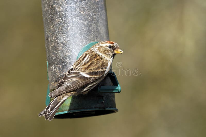 Lesser Redpoll, Carduelis Cabaret Stock Photo - Image of alder ...