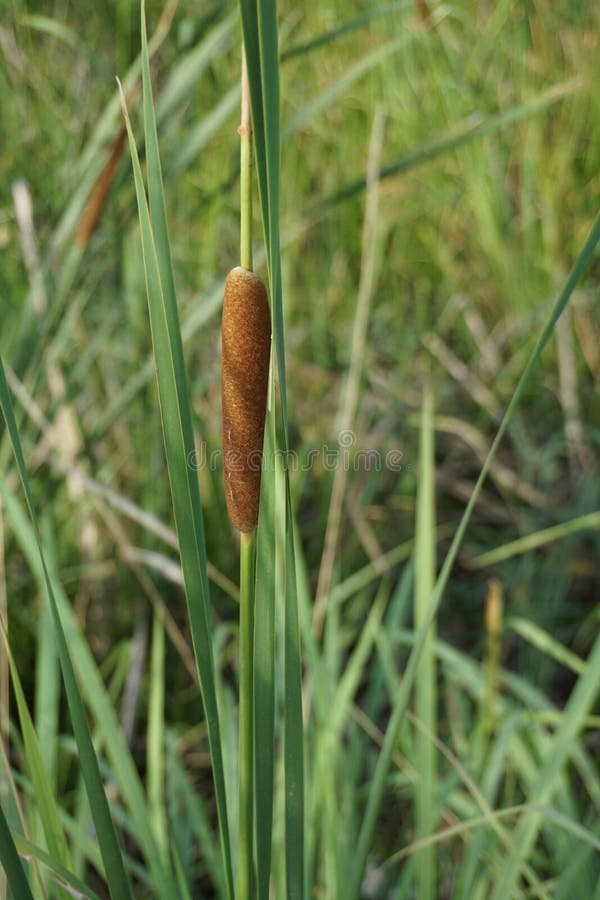 Lesser Reedmace or Cattail Plant Stock Photo - Image of botanic ...