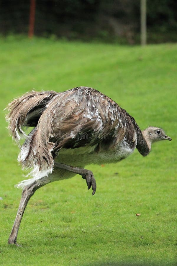 Lesser rhea stock photo. Image of rhea, grass, detail - 26117548
