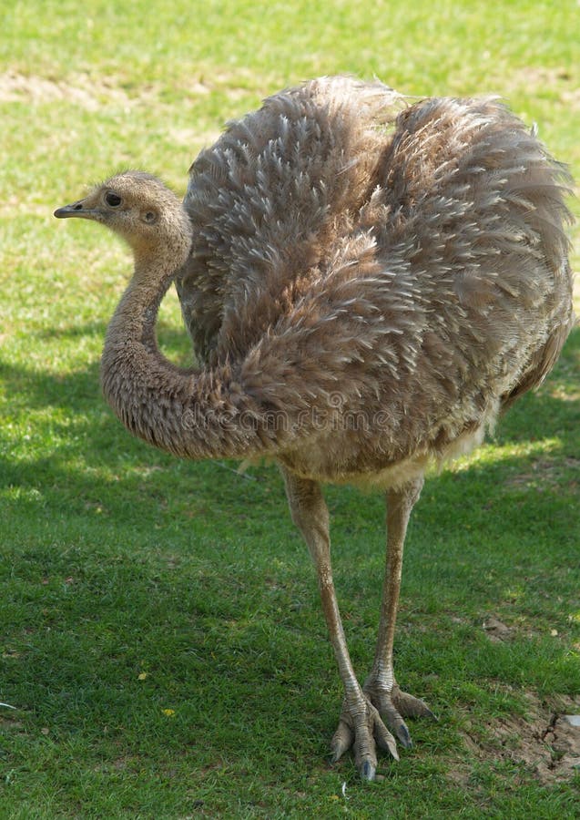 Ostrich Emu stock image. Image of nature, animal, rhea - 14643517