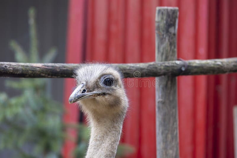 Lesser rhea (Rhea pennata stock photo. Image of bird - 379522078