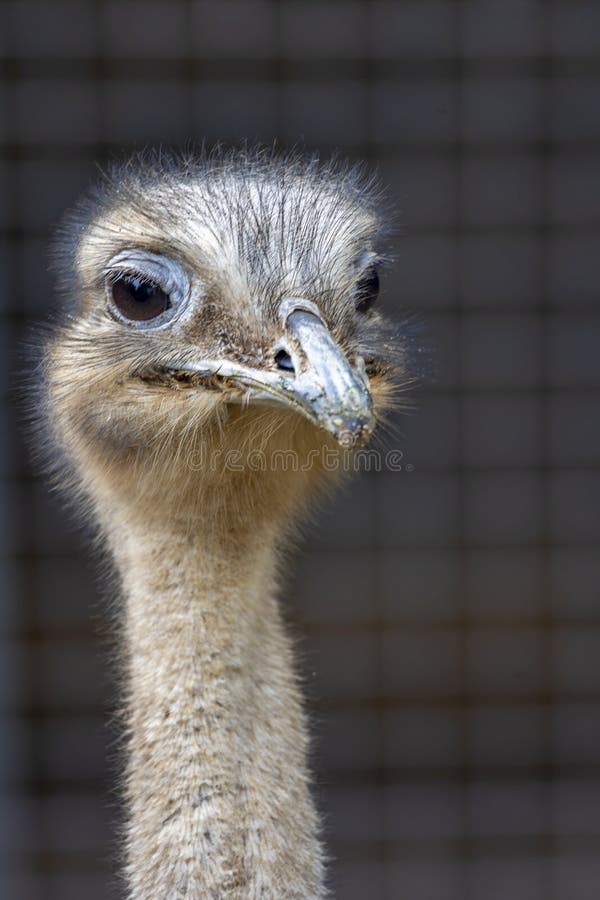 Lesser rhea (Rhea pennata stock photo. Image of beak - 379522160