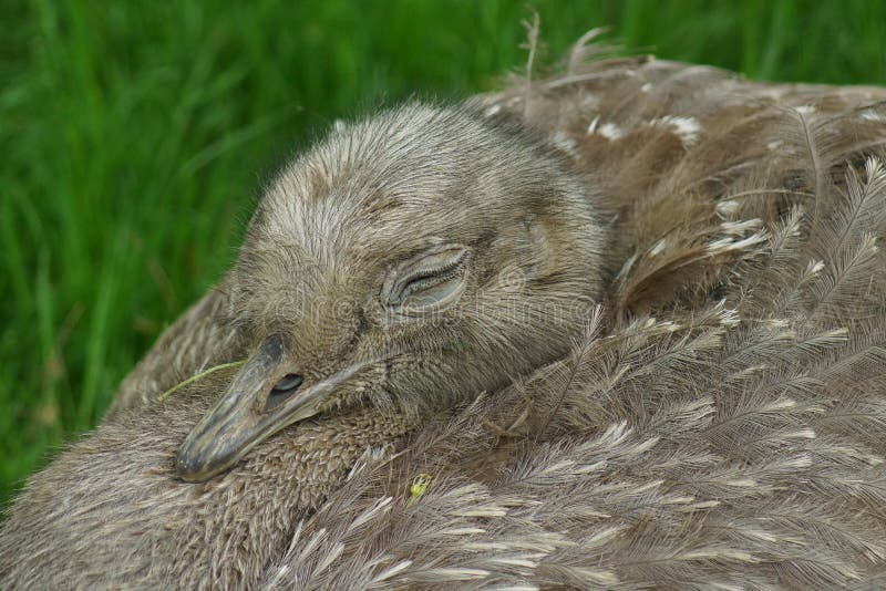 Lesser Rhea- - Rhea-pennata Stockbild - Bild von wildnis, vogel: 35075321