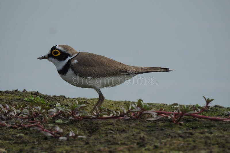 Lesser Ringed Plover stock photo. Image of waterbird - 228843892