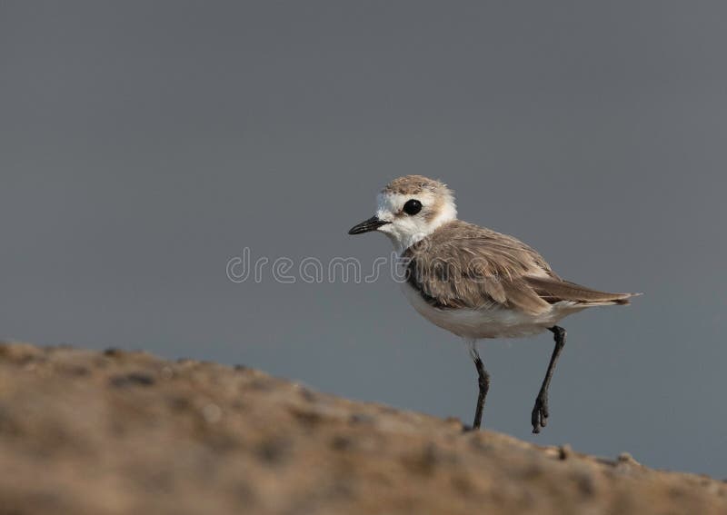 Lesser sand plover stock photo. Image of india, walking - 147566960