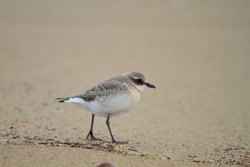Lesser Sand Plover stock image. Image of feather, winter - 41415009