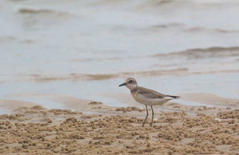 Lesser Sand Plover stock photo. Image of alive, national - 158158648