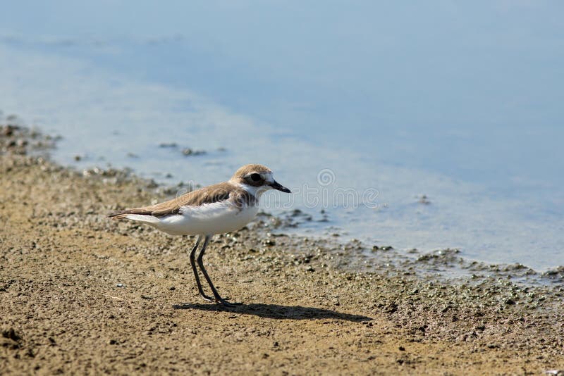 The Lesser Sand Plover stock image. Image of habitat - 64083537
