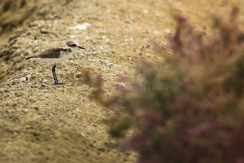 The Lesser Sand Plover stock image. Image of freedom - 73743553
