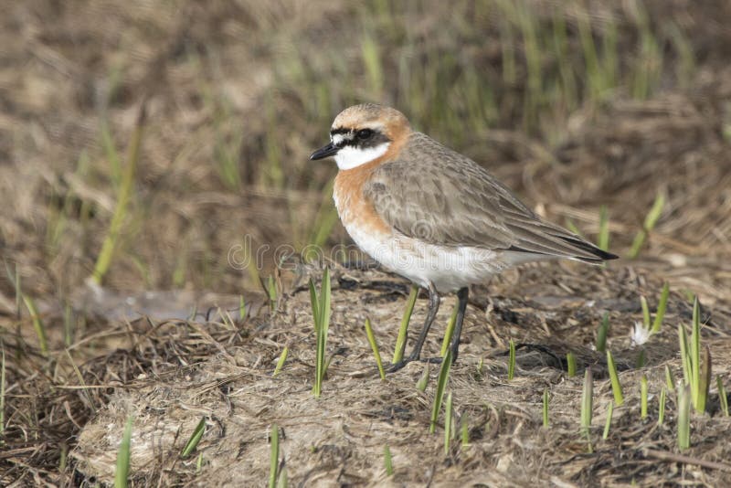 Lesser sand plover stock image. Image of nthis, plover - 147567277