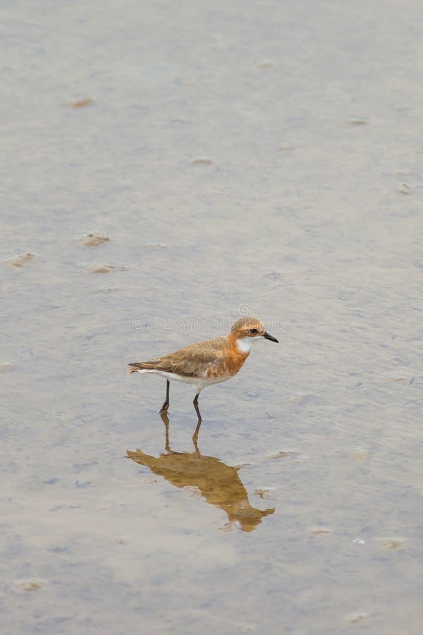 The Lesser Sand Plover stock photo. Image of sand, juvnile - 30743822