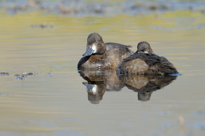 Lesser Scaup stock image. Image of scaup, aquatic, water - 25787961