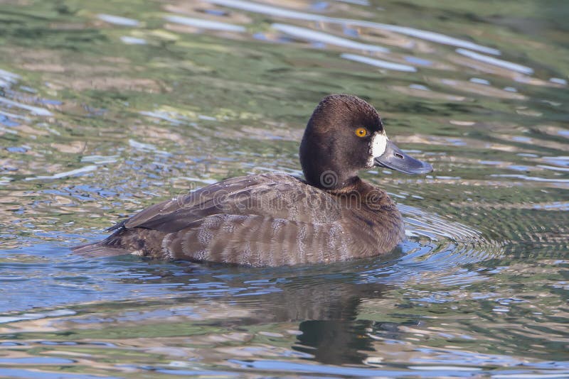 Lesser Scaup stock image. Image of nature, diving, float - 37559229