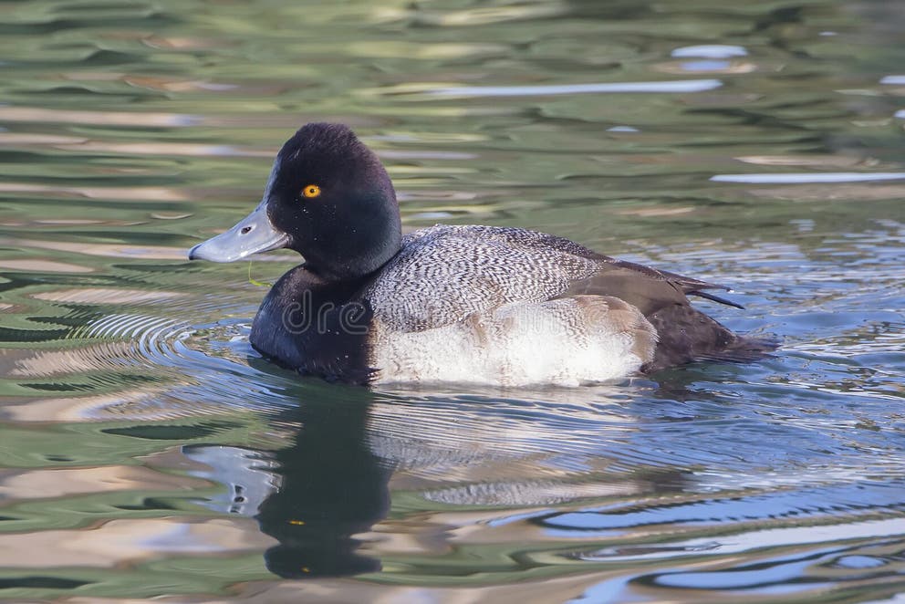 Lesser Scaup stock image. Image of dive, swim, ocean - 37559329