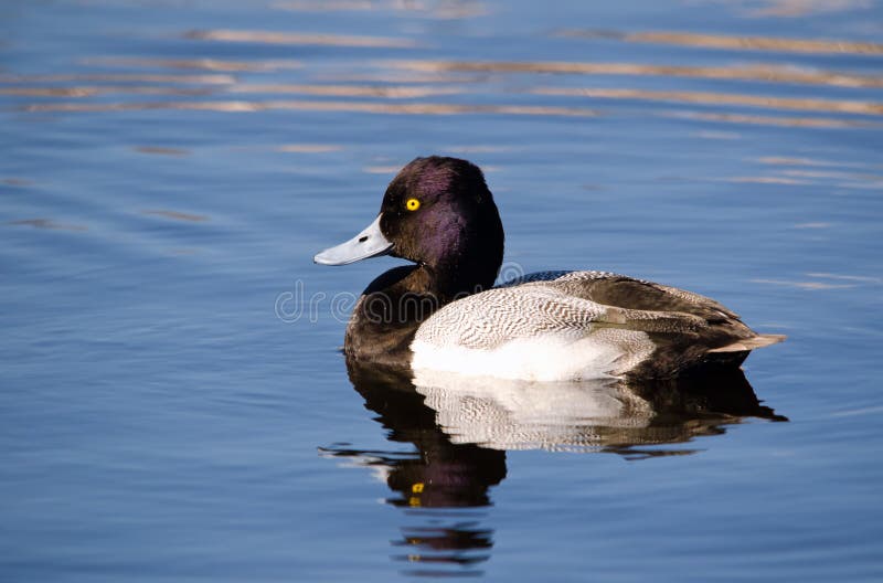 Lesser Scaup (Aythya Affinis) Stock Photo - Image of conservation, bill ...