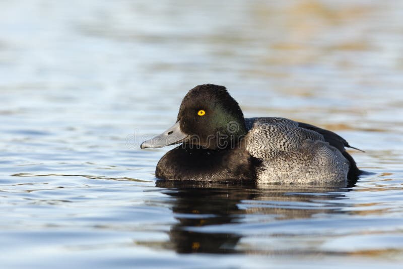 Lesser Scaup, Aythya Affinis Stock Photo - Image of birds, nature: 33127256