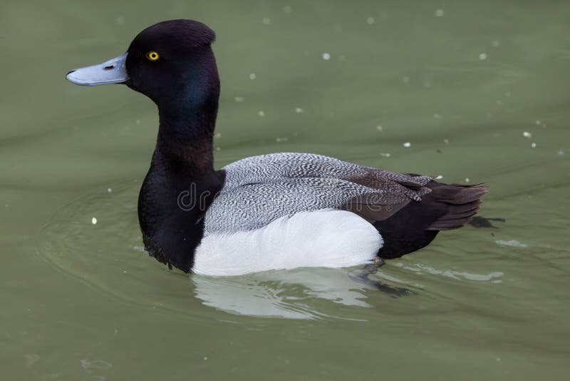 Bluebill Ducks Stock Photos - Free & Royalty-Free Stock Photos from ...
