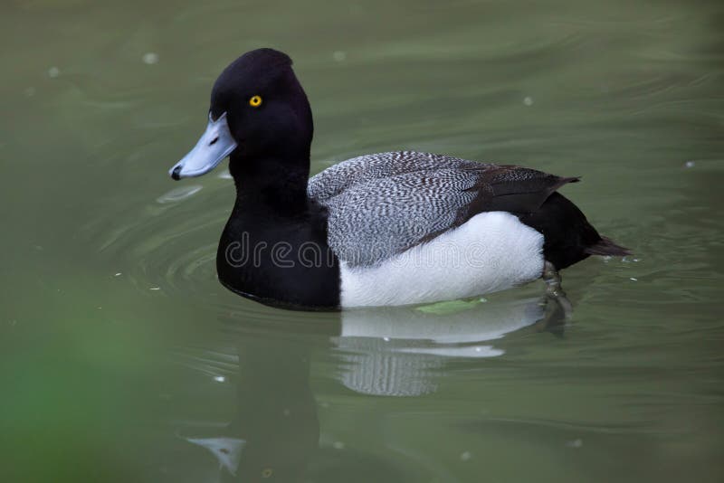 Lesser Scaup Aythya Affinis. Stock Photo - Image of central, natural ...
