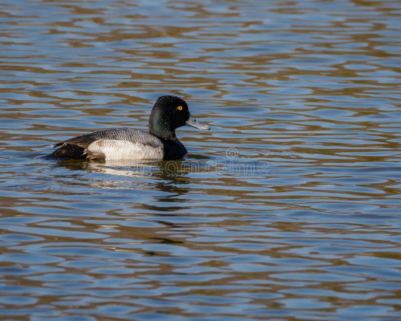 Lesser Scaup Duck on Dappled Surface of Lake Stock Image - Image of ...