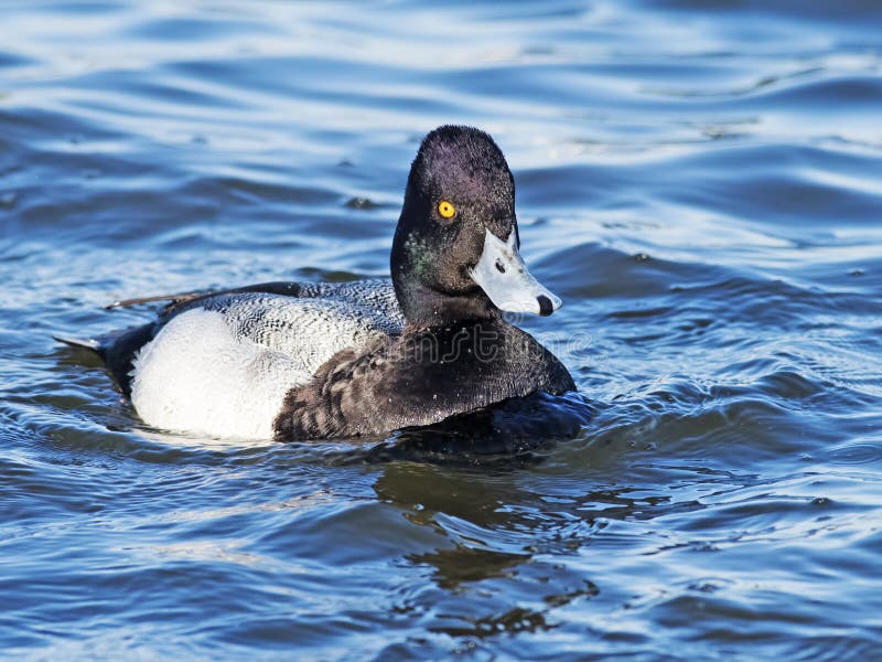 Lesser Scaup stock image. Image of nature, aythya, wildlife - 85998523