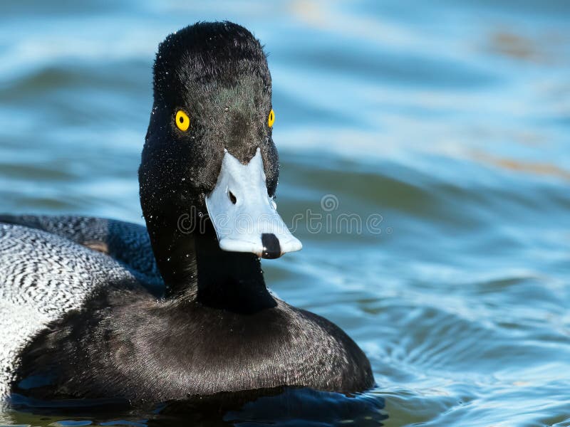 A Male Lesser Scaup in Flight Stock Photo - Image of black, aythya ...