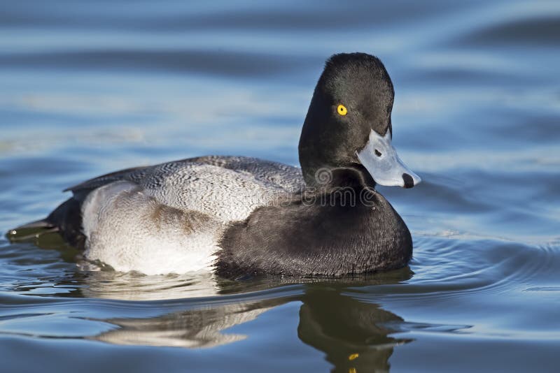 A Male Lesser Scaup in Flight Stock Photo - Image of black, aythya ...