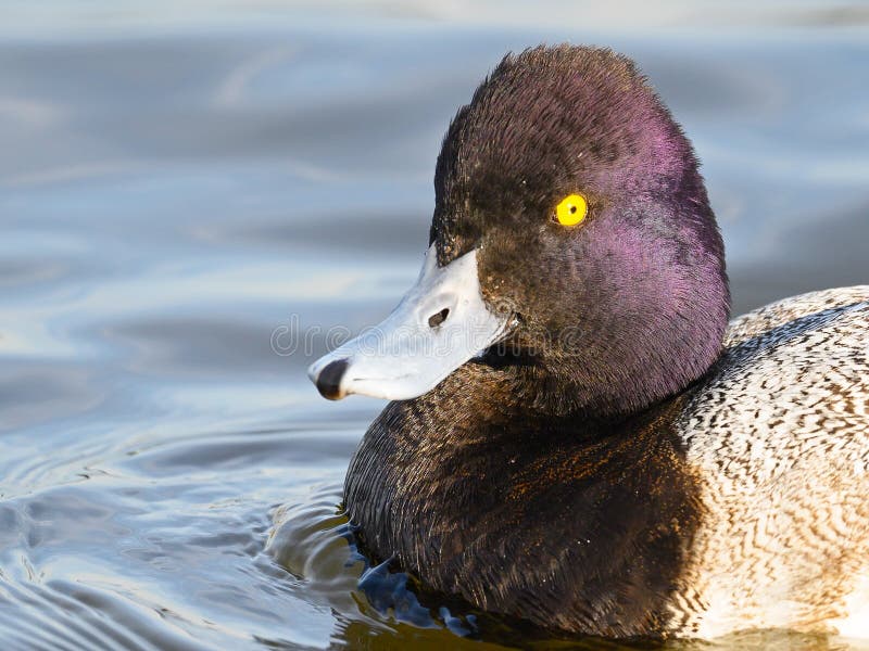 A Male Lesser Scaup in Flight Stock Photo - Image of black, aythya ...